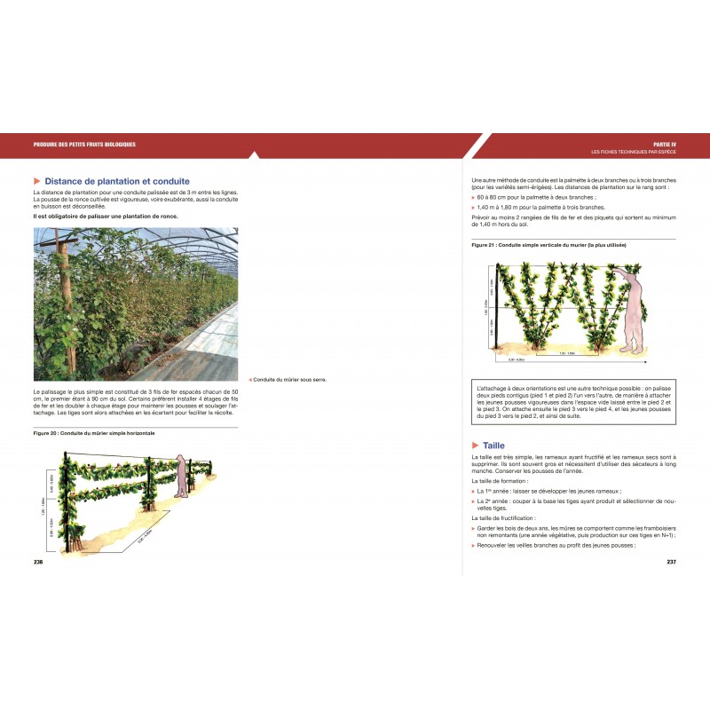 NOUVEAU Guide Technique de l'ITAB "Produire des Petits Fruits biologiques"